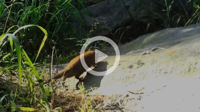 Garangan - Taman Nasional Gn. Merapi
