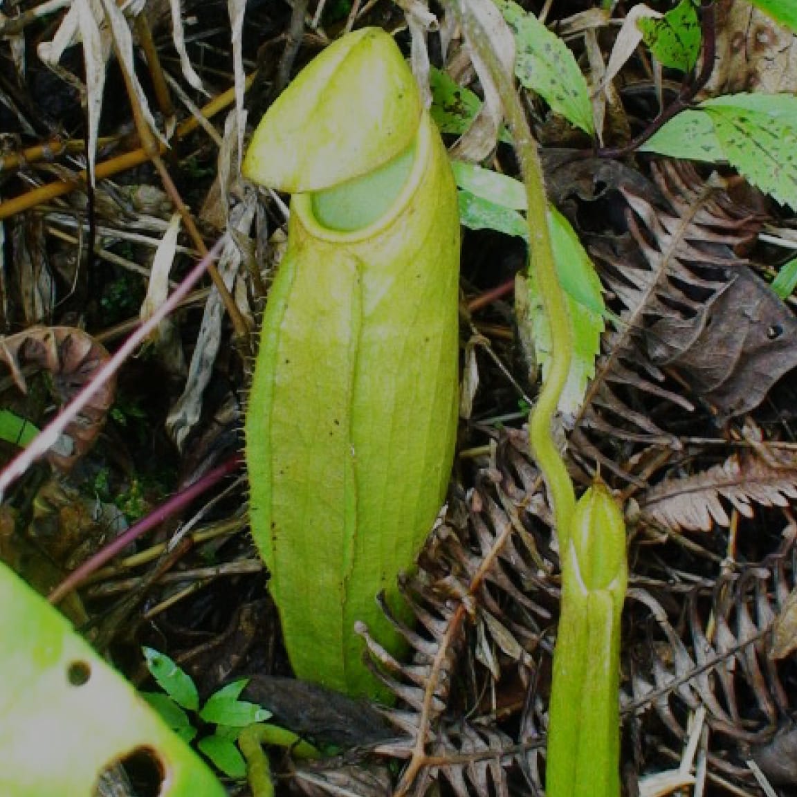 Kantong Semar - Taman Nasional Gn. Merapi