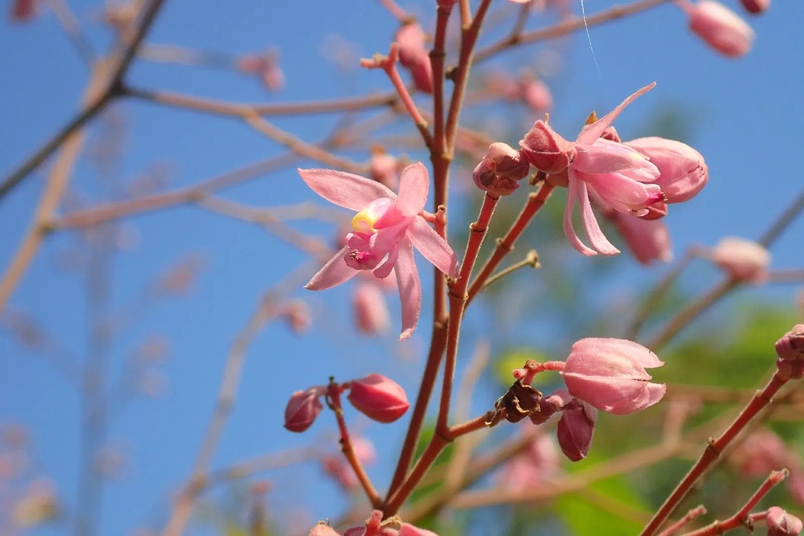 Kayu Timoho: Warisan Alam dengan Khasiat Luar Biasa - Taman Nasional Gn ...